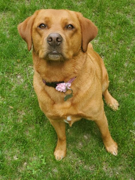 Tail Wagger Of The Month Wagging Tails Pet Resort