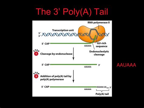 Ppt Transcription And Rna Processing Powerpoint Presentation Free Download Id 5330906