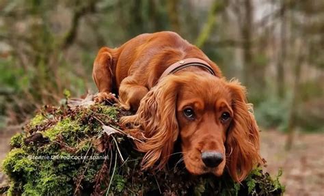 25 Cocker Spaniel Colors And Patterns With Pictures