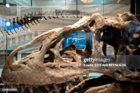 A Dinosaur Skeleton And Diagram Is Displayed At The Creation Museum