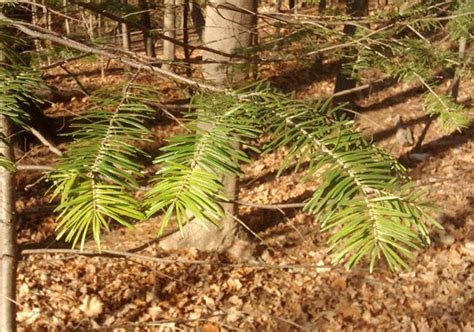 Pectinate Definition Of Pectinate