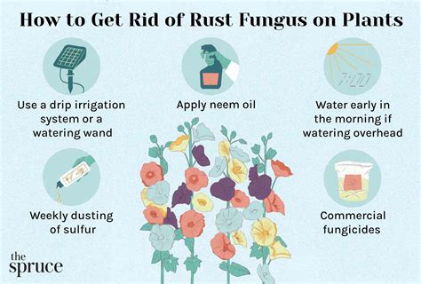 Rust Fungus Identification And Control On Plants