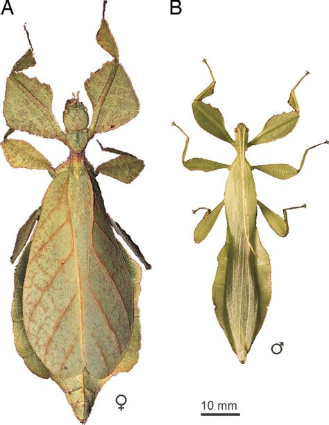 The First Fossil Leaf Insect 47 Million Years Of Specialized Cryptic
