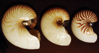 Nautilus Simple English Wikipedia The Free Encyclopedia