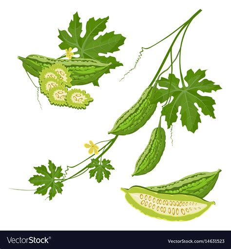 Bitter Melon With Green Leaf And Flower On Brunch Vector Image