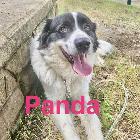 Adopt Panda Today Find Paw Pal