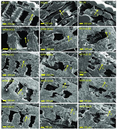 Cross Sections Of The 3d Printed Specimens Polycaprolactone Pcl Download Scientific Diagram