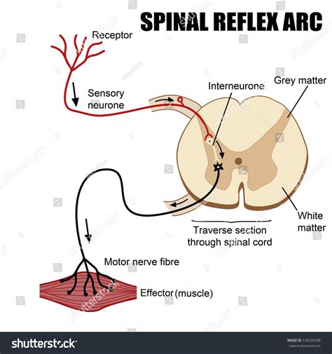 Spinal Reflex Arc Spinal Nerve Spinal Cord Nerve Fiber Exam Guide