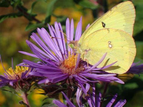 Clouded Sulphur Butterfly Colias Philodice Rawwnverts
