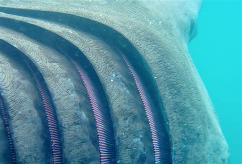 Do Basking Sharks Sleep Basking Shark Scotland