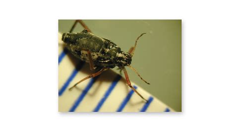 Proscope Hr Digital Microscope Kits Vernier Canada