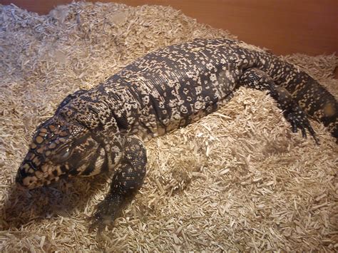 Black And White Tegu Sex Gender Opinions Reptile Forums