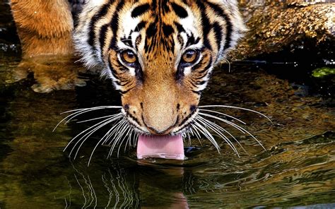 Water Tiger Wallpapers Wallpaper Cave