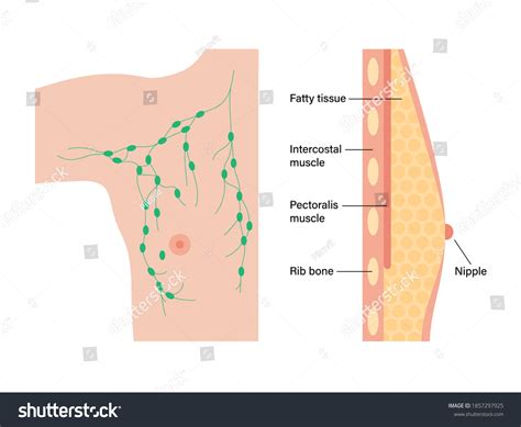 Lymph Nodes Human Breast Man Body Stock Vector Royalty Free 1857297925