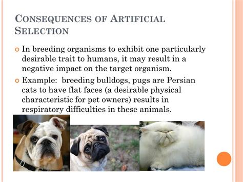 Ppt 72 Natural Selection And Artificial Selection Powerpoint Presentation Id2575441