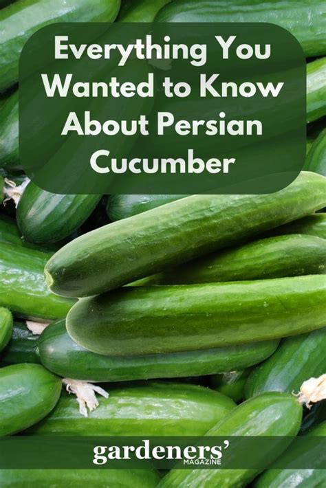 Everything You Wanted To Know About Persian Cucumbers