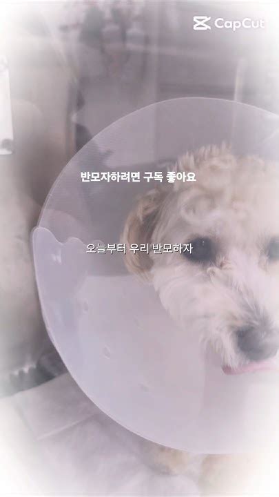 오늘부터 우리 반모하자 안녕하세요반모반모자 구합니다 Youtube