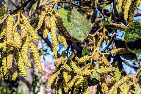 Artificial Tree Allergy At Charles Casale Blog