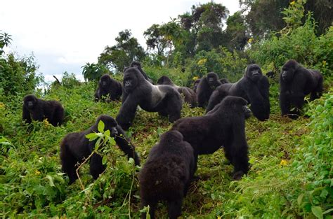 Discovering The Majestic Gorilla Families Of Uganda