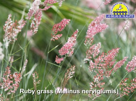 Ruby Grass Melinus Nerviglumis B20 020m Vivero Las Brujas De Talagante