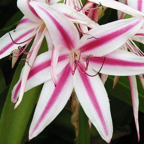 Crinum Lily Garden Style San Antonio