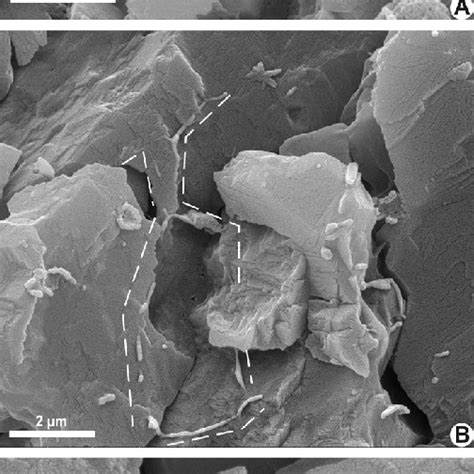 Pdf Bacterial Fossils And Microbial Dolomite In Triassic Stromatolites