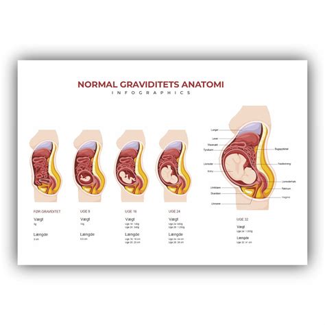 Plakat Graviditets Anatomi Medieprintdk Medieprint Aps