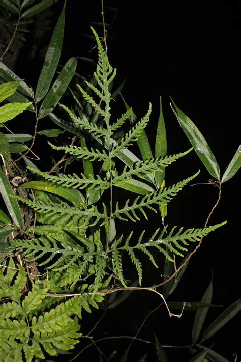 Heterogonium Wenzelii Dryopteridaceae