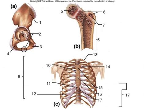Synchondroses Anterior View Flashcards Quizlet