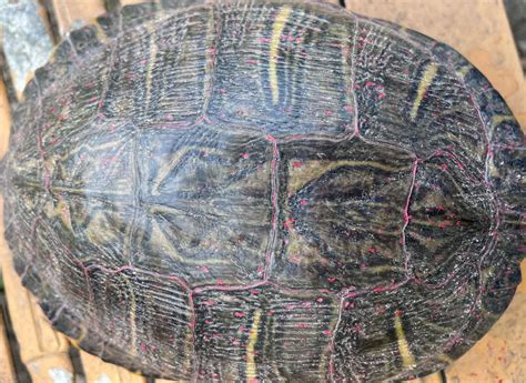 Darnell Benally Darnell Benally Added A New Photo