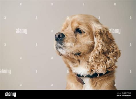 Cocker Spaniel Tan And White