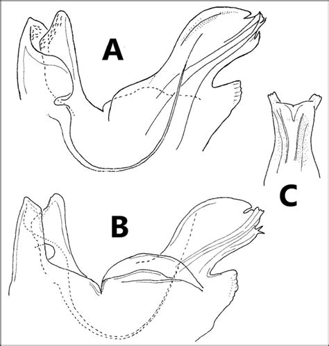 Cylindroiulus Horvathi A Left Gonopods Mesal View B Right Download Scientific Diagram