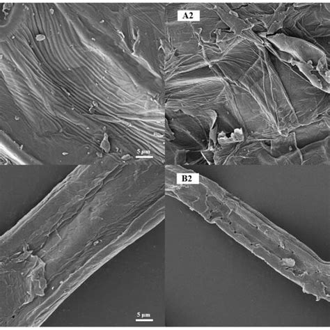 Sem Of Corn Bract And N Chb Cellulose A1 Corn Bract Powder 5 μm