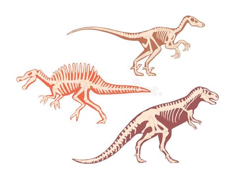 Carnotaurus Or Tyrannosaurus Dinosaur Skeleton With Bones Isolated