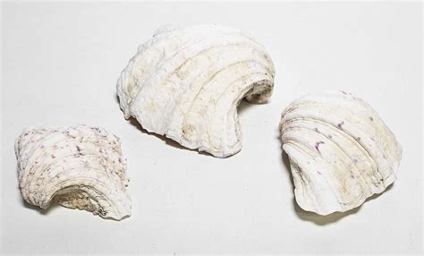 Lot Three Clam Shells