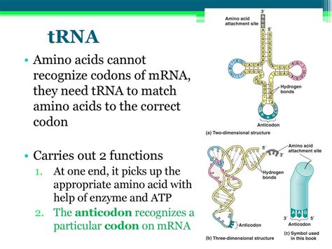 Transcription And Translation Ppt Download