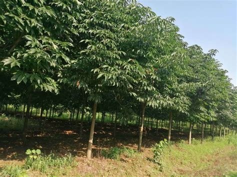 七叶树 河南省绿尚园林有限公司