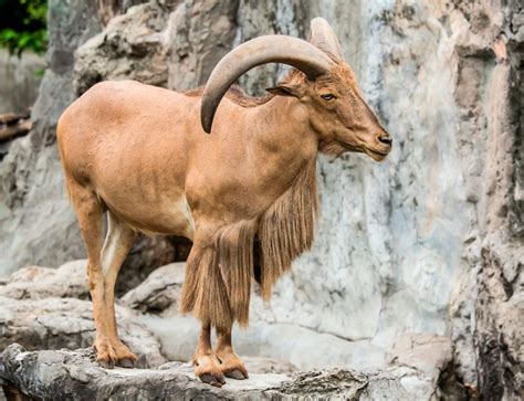 Barbary Sheep Alchetron The Free Social Encyclopedia