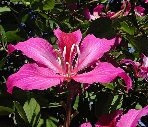 Bauhinia Blakeana Hong Kong Orchid Tree Top Tropicals Plant