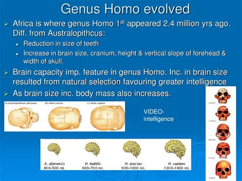 Ppt Hominin Evolution Powerpoint Presentation Free Download Id6878797