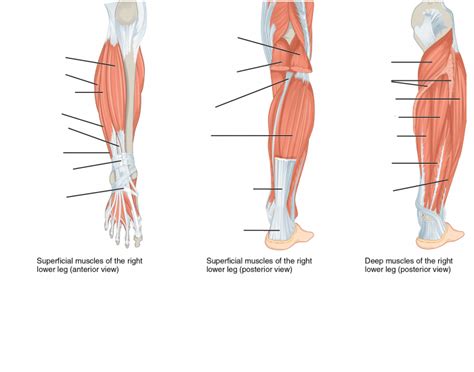 Muscles That Move The Feet And Toes — Printable Worksheet