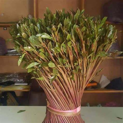 עלי גת חבשי משלוחים חינם Ashdod On The Sea