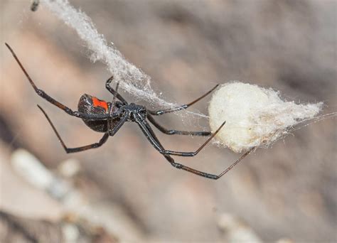 How Do You Kill Black Widow Egg Sacs Detroit Chinatown