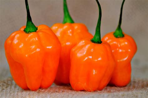 Are Orange Peppers Good For Weight Loss 10 Science Backed Benefits In