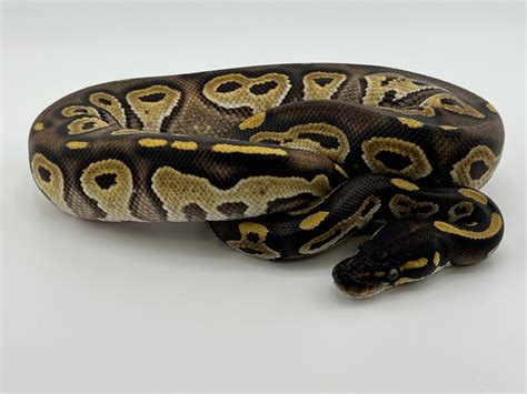 Blackhead Hra Mystic Ball Python By Schumann And Sons Pythons Morphmarket