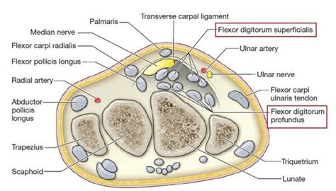 Flexor Digitorum Superficialis And Profundus Tendon Sheath Injection