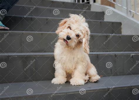 Cute Derpy Tilt Head Puppy Cream Cockapoo Puppy 3 Months Old On Steps