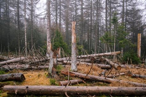 Premium Photo Wooden Log In Forest