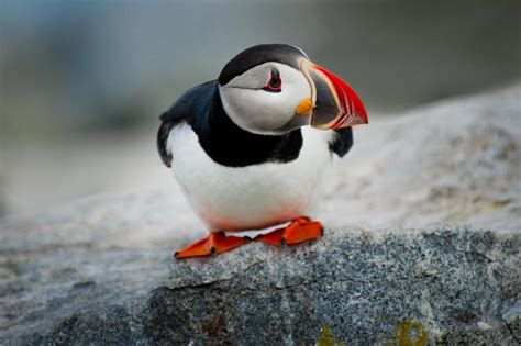 Small Puffin Wallpaper Id 4998
