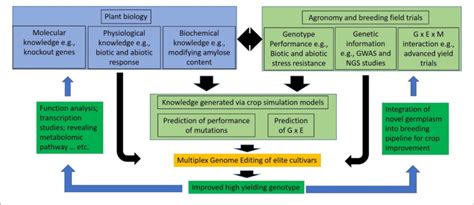 The Role Of Multiplex Genome Editing Mge Is Explained The